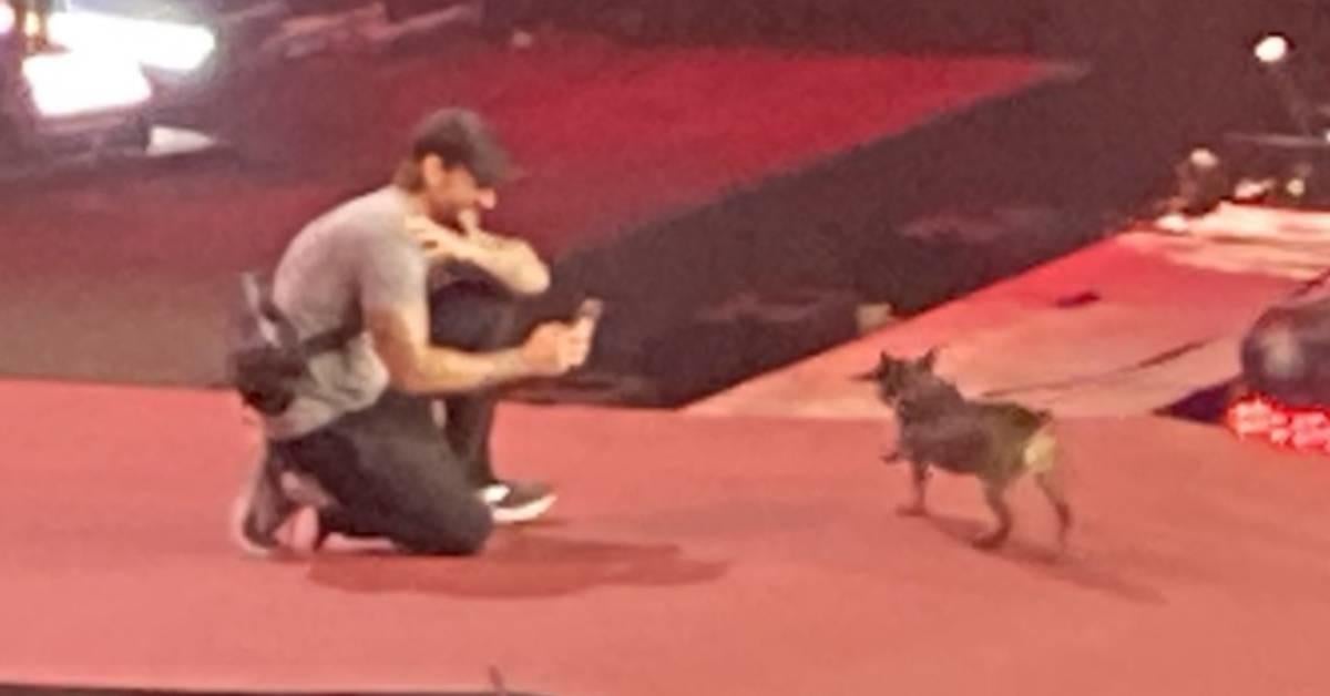Watch: CM Punk Brings His Dog Larry Inside NOW Arena Before AEW All Out ...