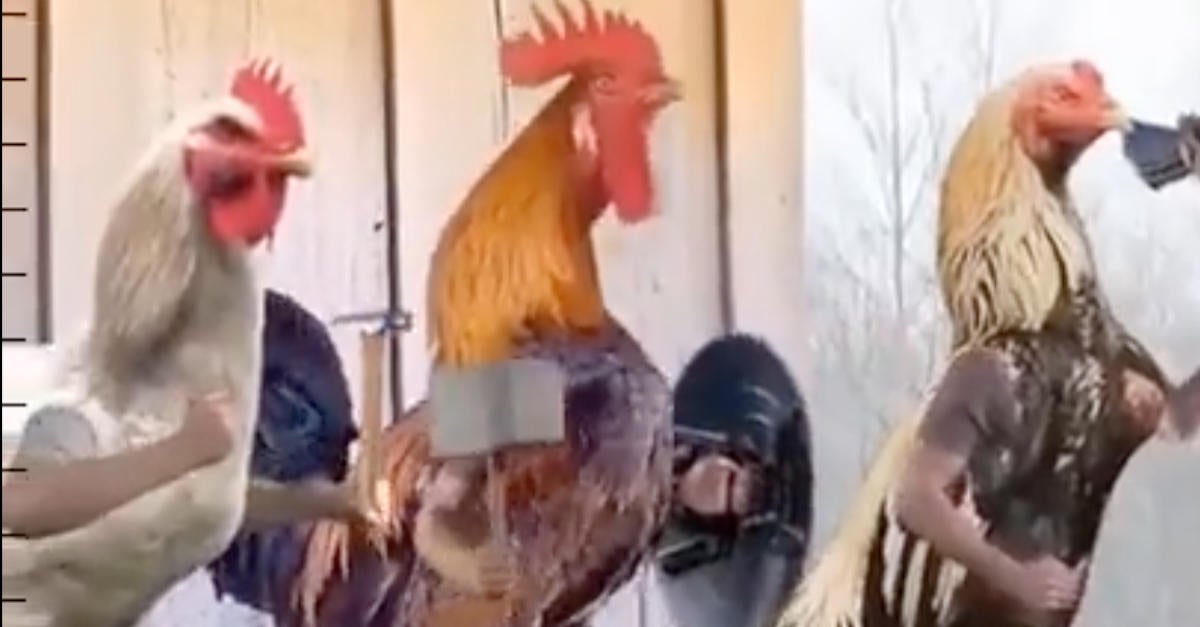 Marvel Fans Recreates Avengers: Endgame's Greatest Moment With Chickens ...