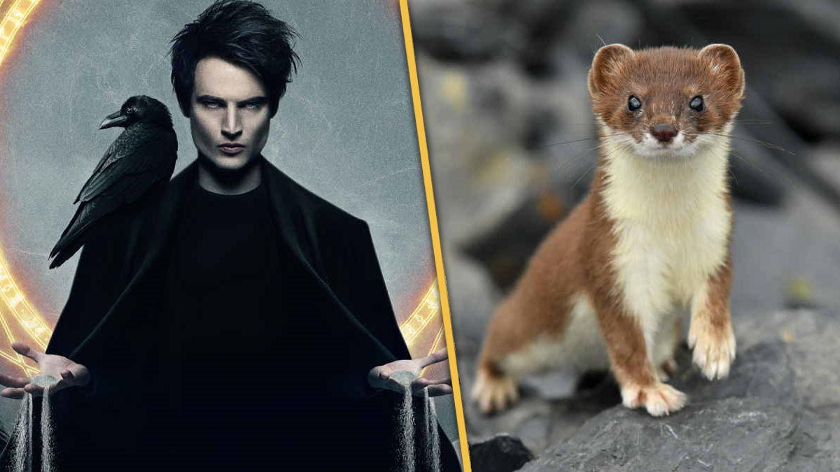 Neil Gaiman Raises Possibility The Sandman Cast Getting Eaten by ...