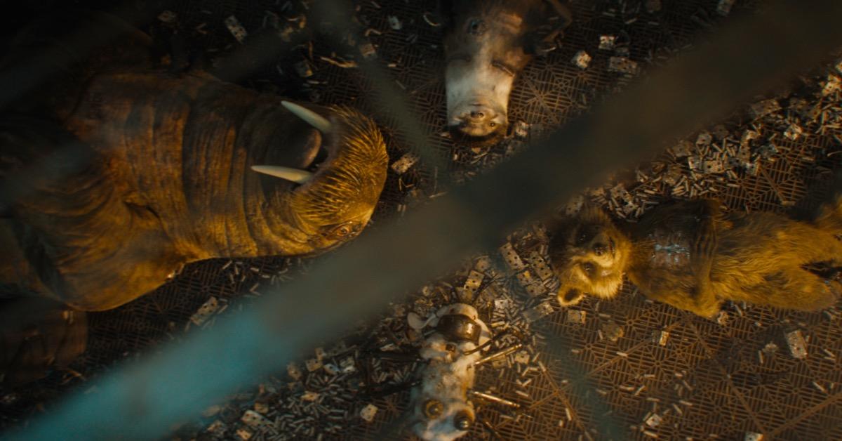 James Gunn Wins PETA Award for Guardians of the Galaxy Vol. 3 ...