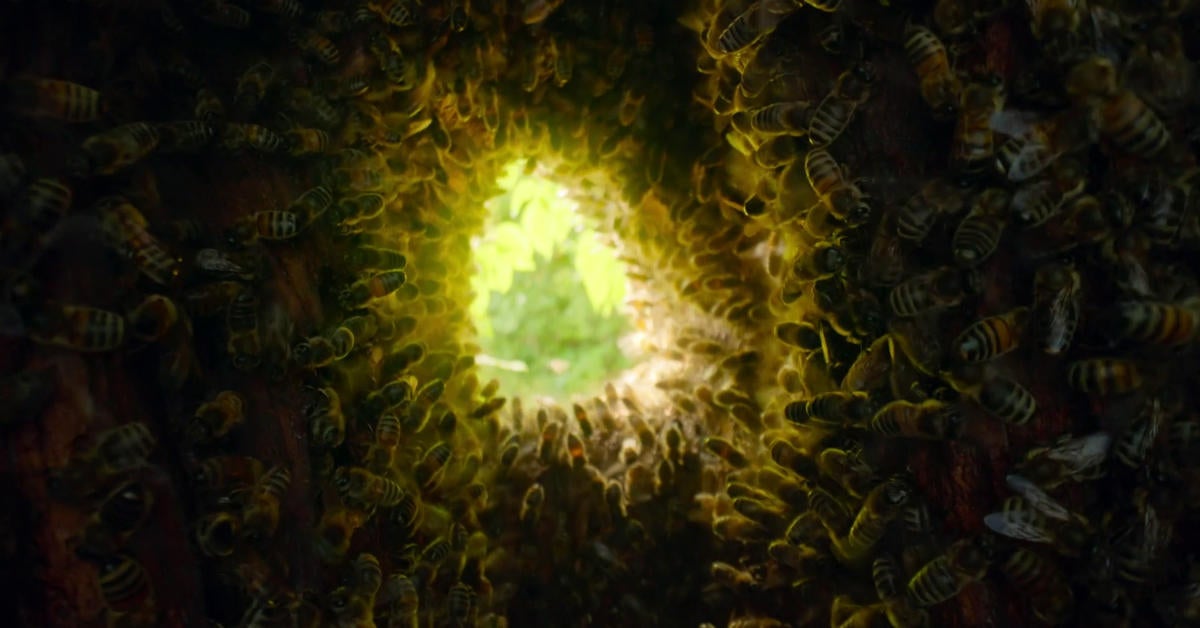 Our Planet II Clip Highlights the Resourcefulness of Relocating Bees ...