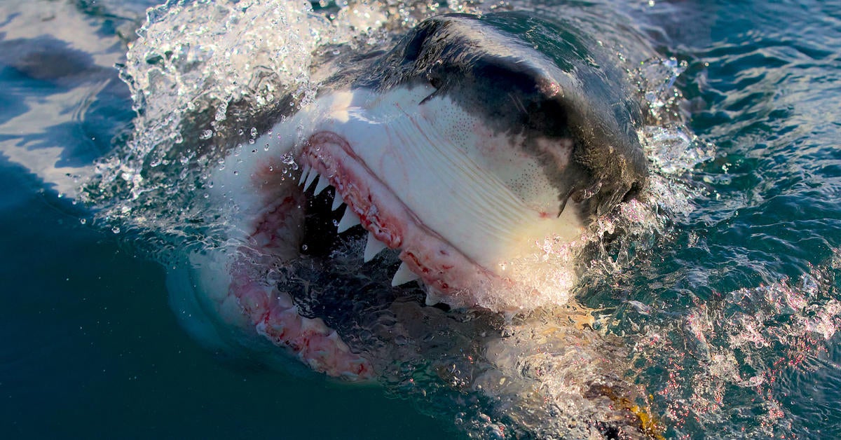 Discovery Channel Releases Full Shark Week 2023 Schedule - ComicBook.com