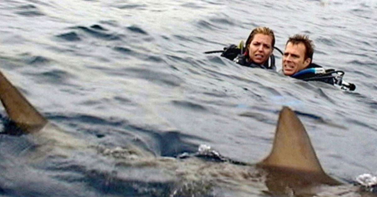 The 10 Best Shark Movies That Aren't Jaws and Where to Stream ...