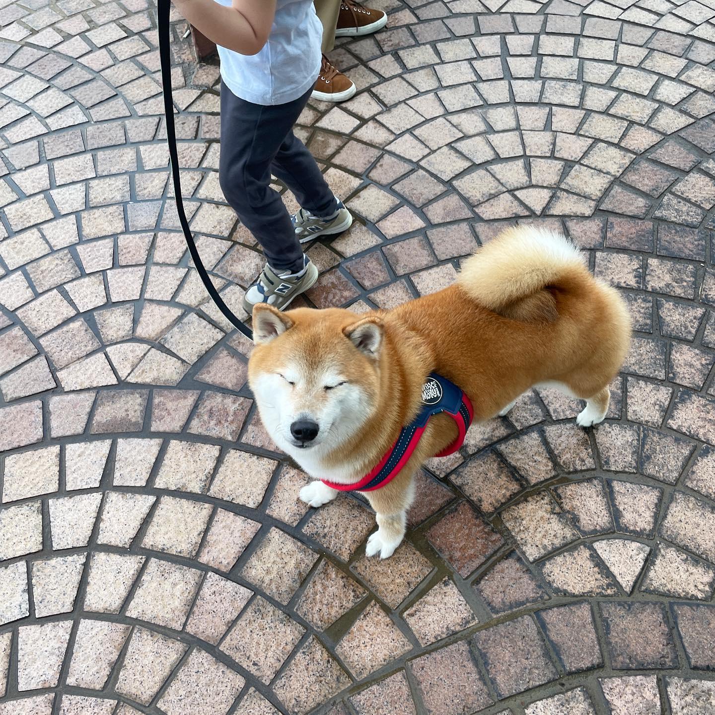 Cheems, Viral Meme Dog Who Became Face of Dogecoin, Has Died ...