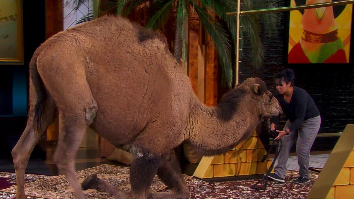 Stupid Pet Tricks: Watch Herbie the Camel Do the Limbo in Series ...