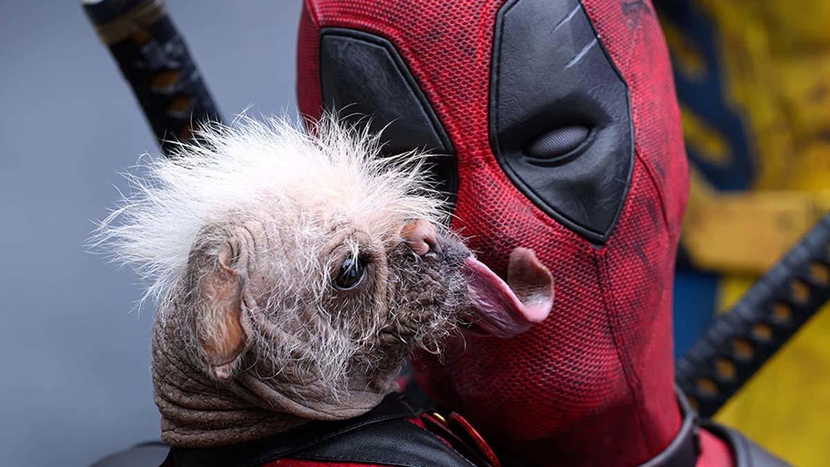 Deadpool & Wolverine: Meet Dogpool, Winner of Britain's Ugliest Dog ...