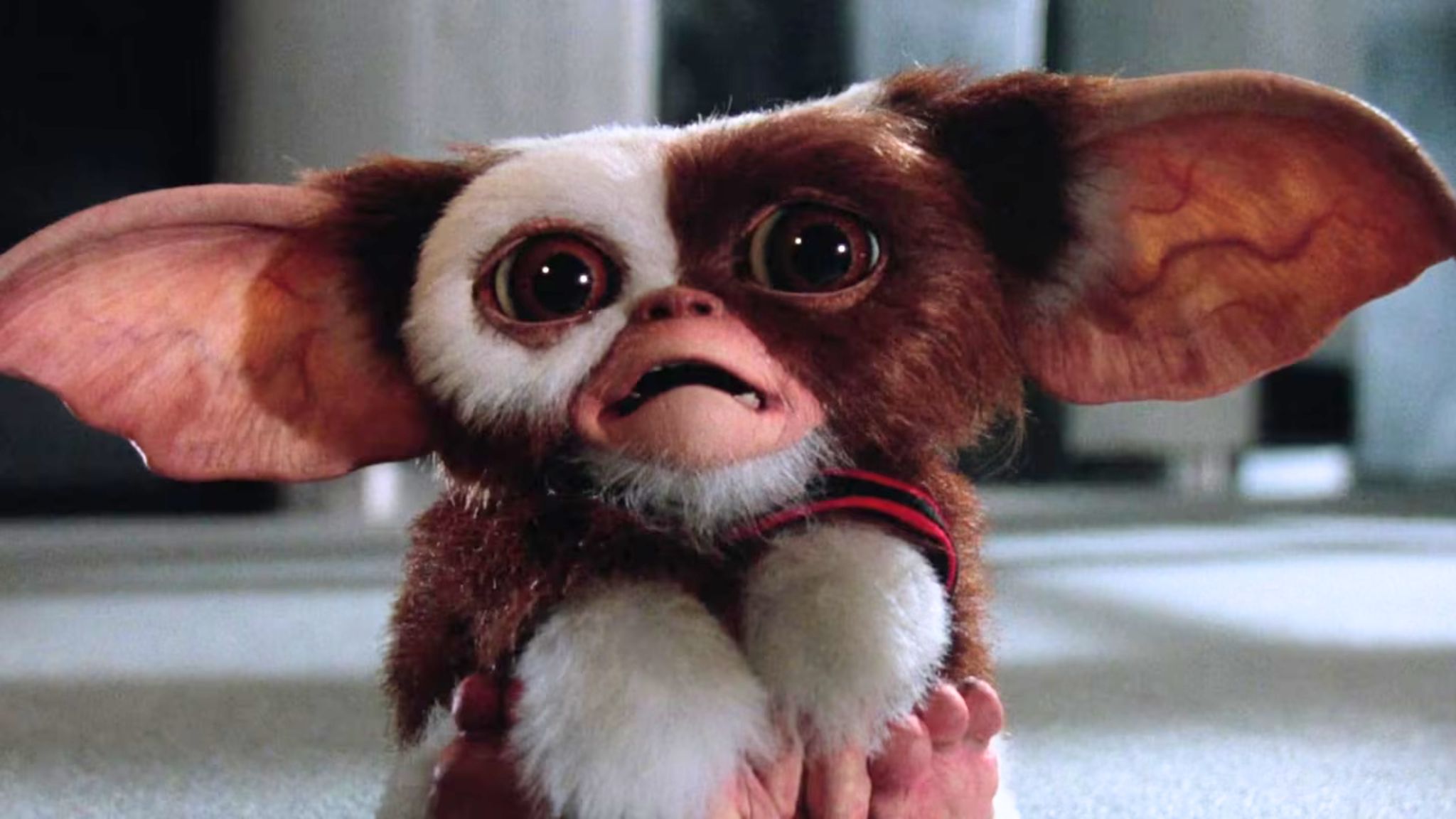 Gremlins Writer Confirms Gizmo Originally Turned Into a Monster (And ...