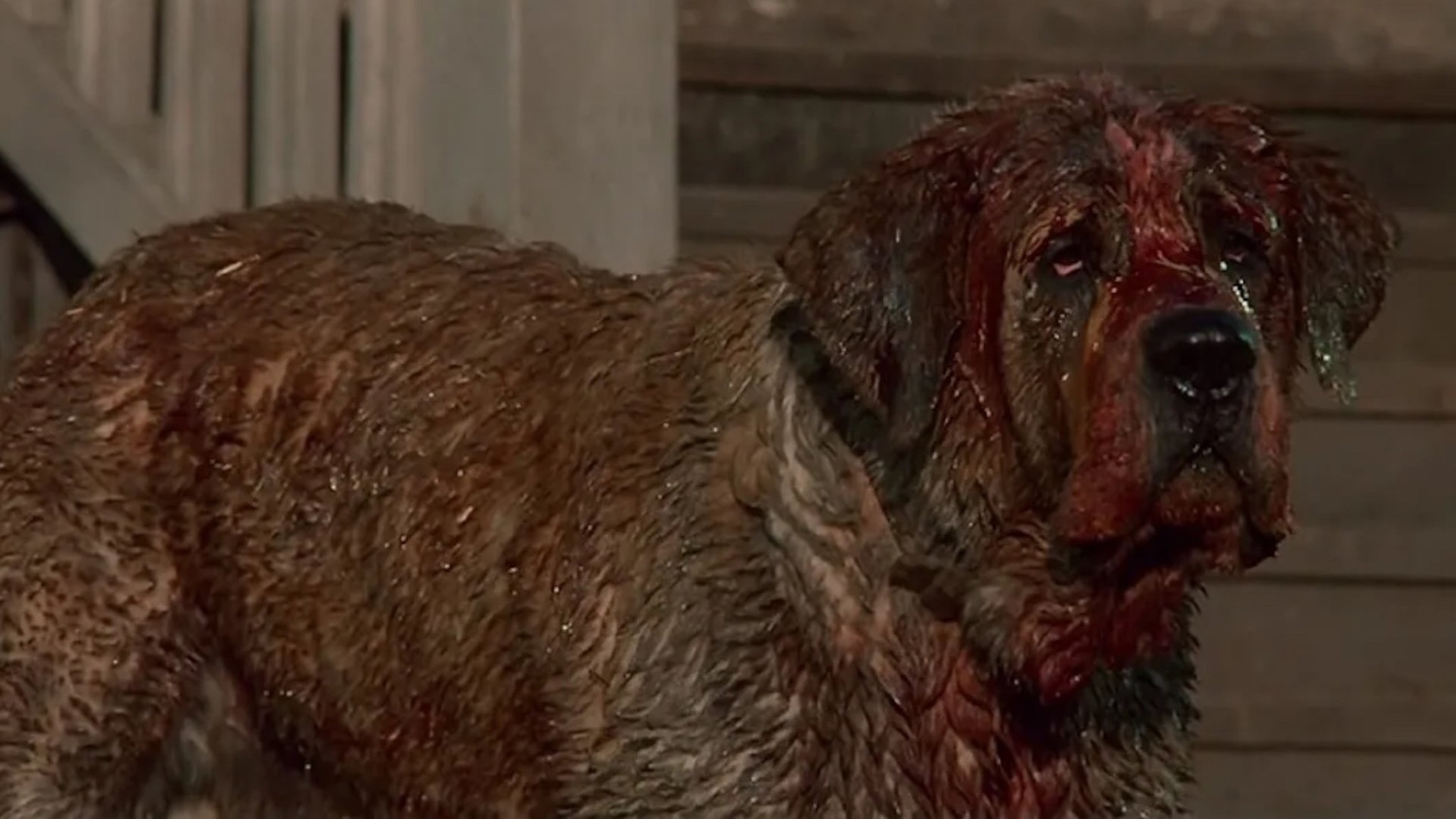 Netflix's Cujo Remake Lands Oscar-Nominated Director (Who's Finally ...