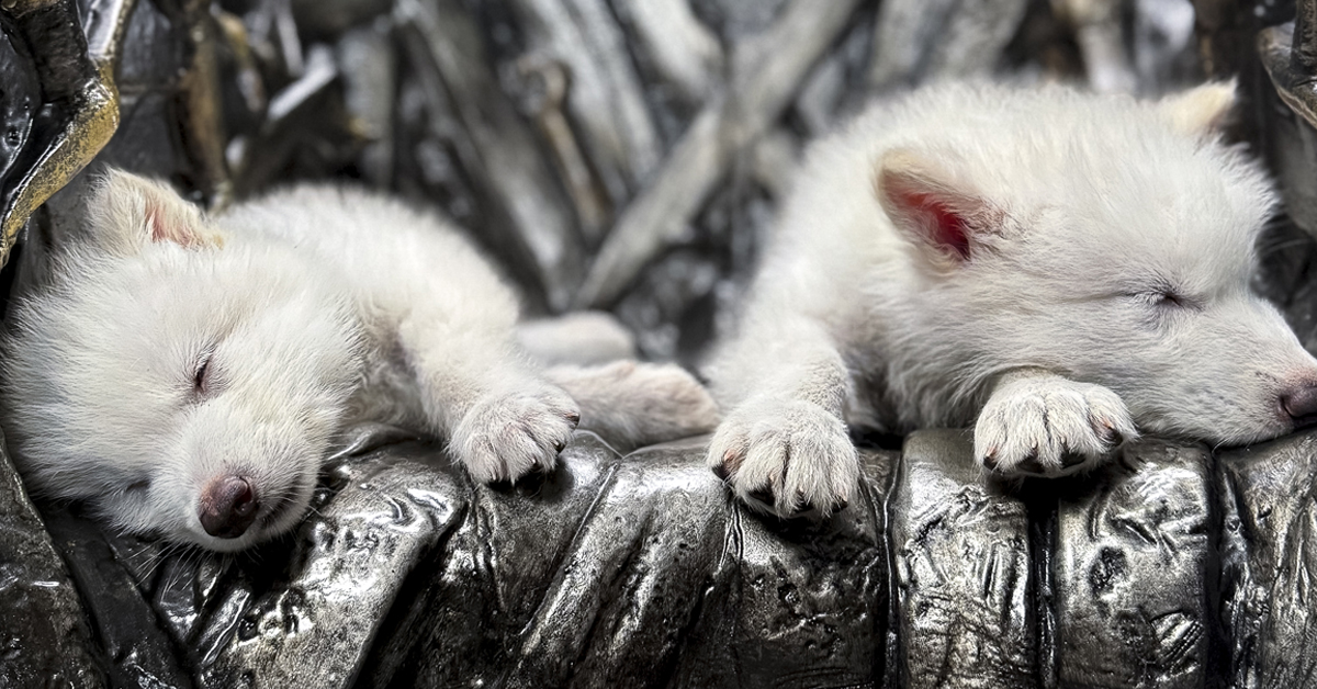 Colossal Just Made Game of Thrones a Reality in Bringing Dire Wolves ...