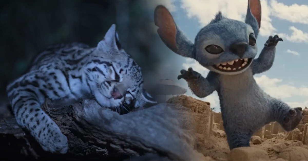 The Americas' Adorable Ocelot Kittens Give Stitch, Krypto, and Grogu ...