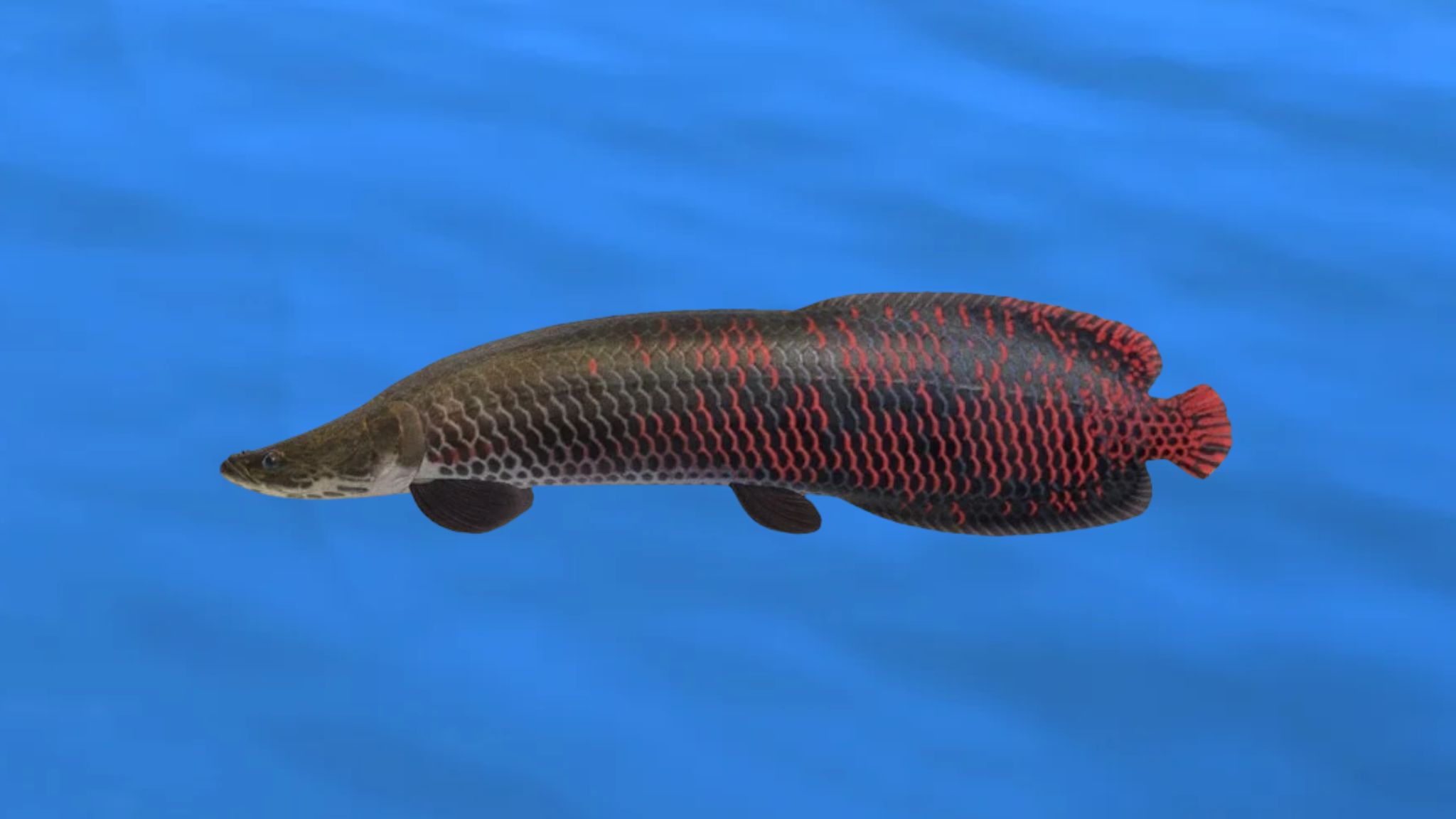 10 Rarest Fish in Animal Crossing: New Horizons and How to Catch Them