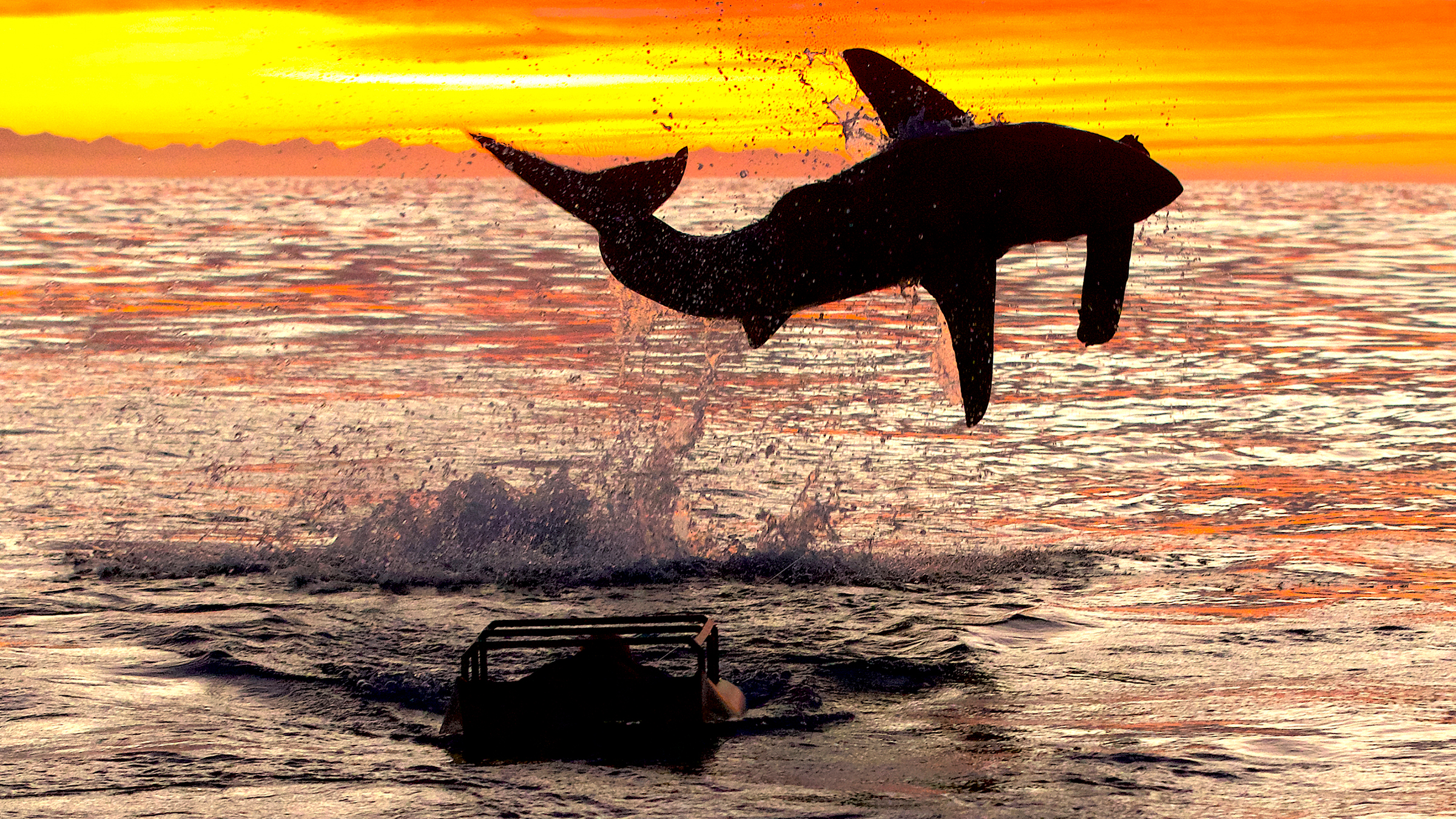 Full Shark Week Schedule Confirms Sequels to Fan-Favorite Discovery ...
