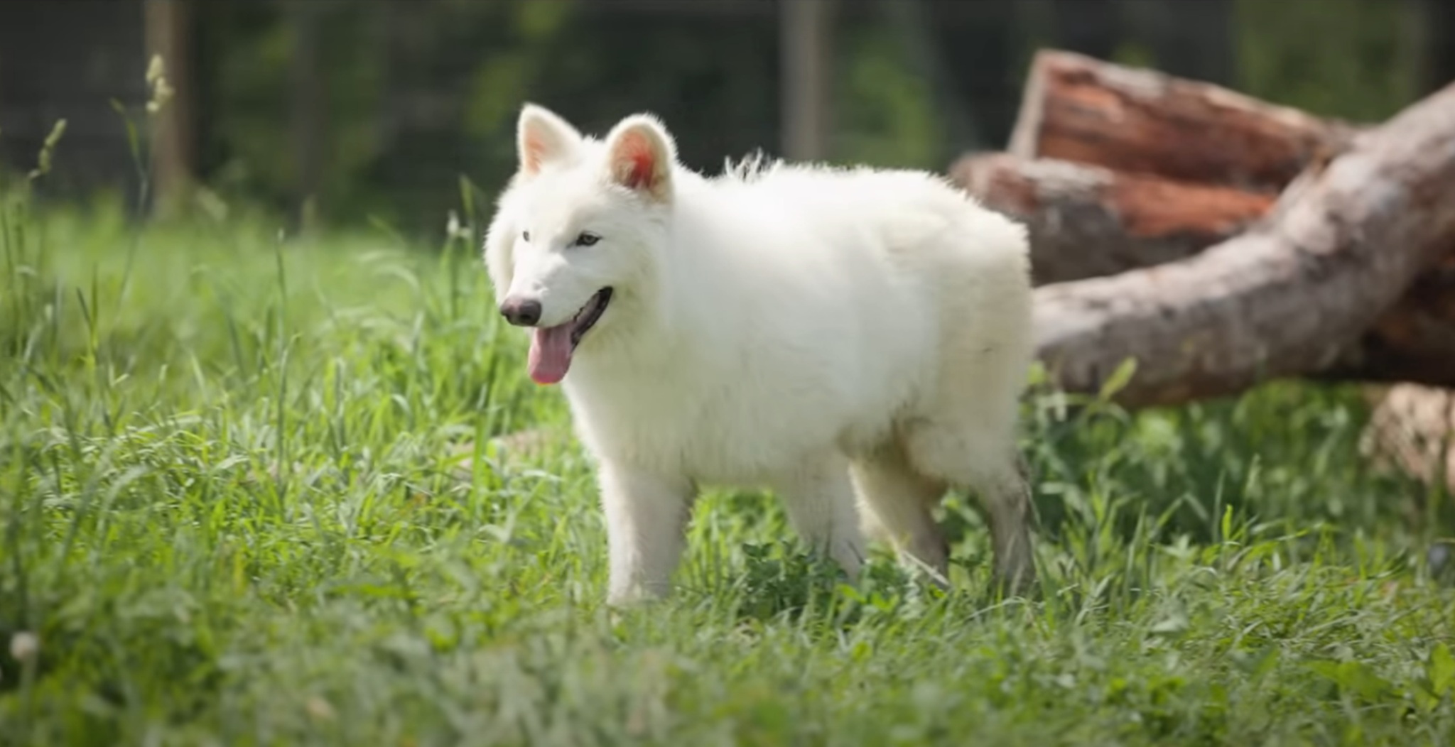 Khaleesi Joins Real-Life Dire Wolf Pack Inspired by Game of Thrones in ...