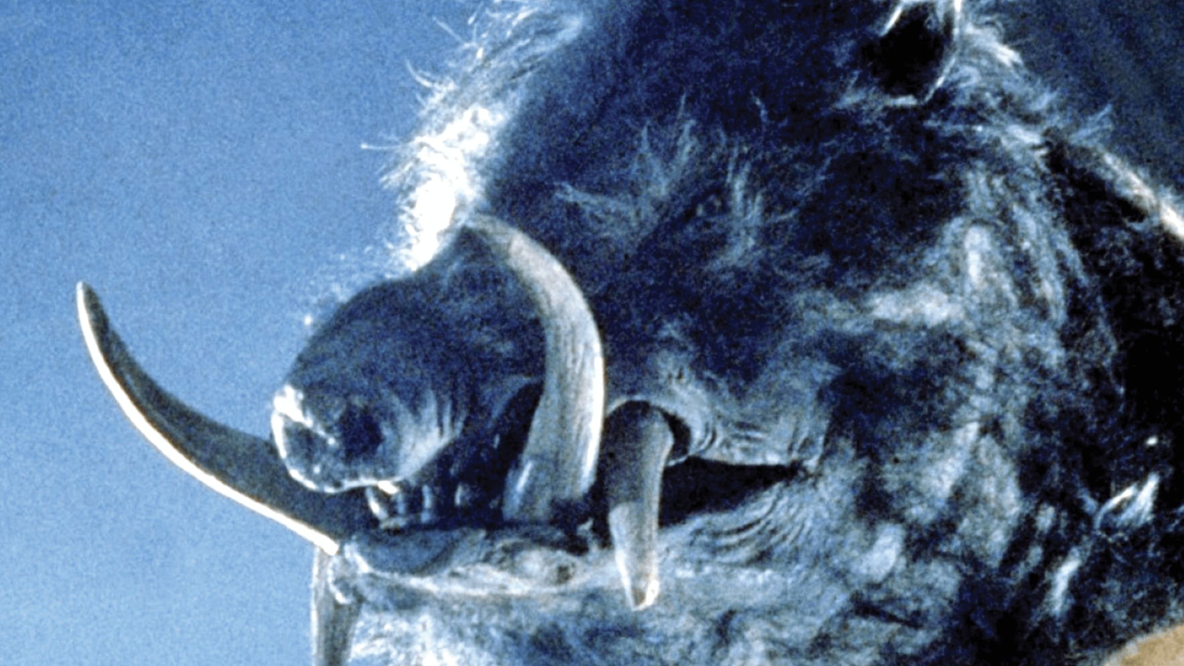 5 Best Killer Animal Movies to Watch After Primate (That Aren't Jaws ...