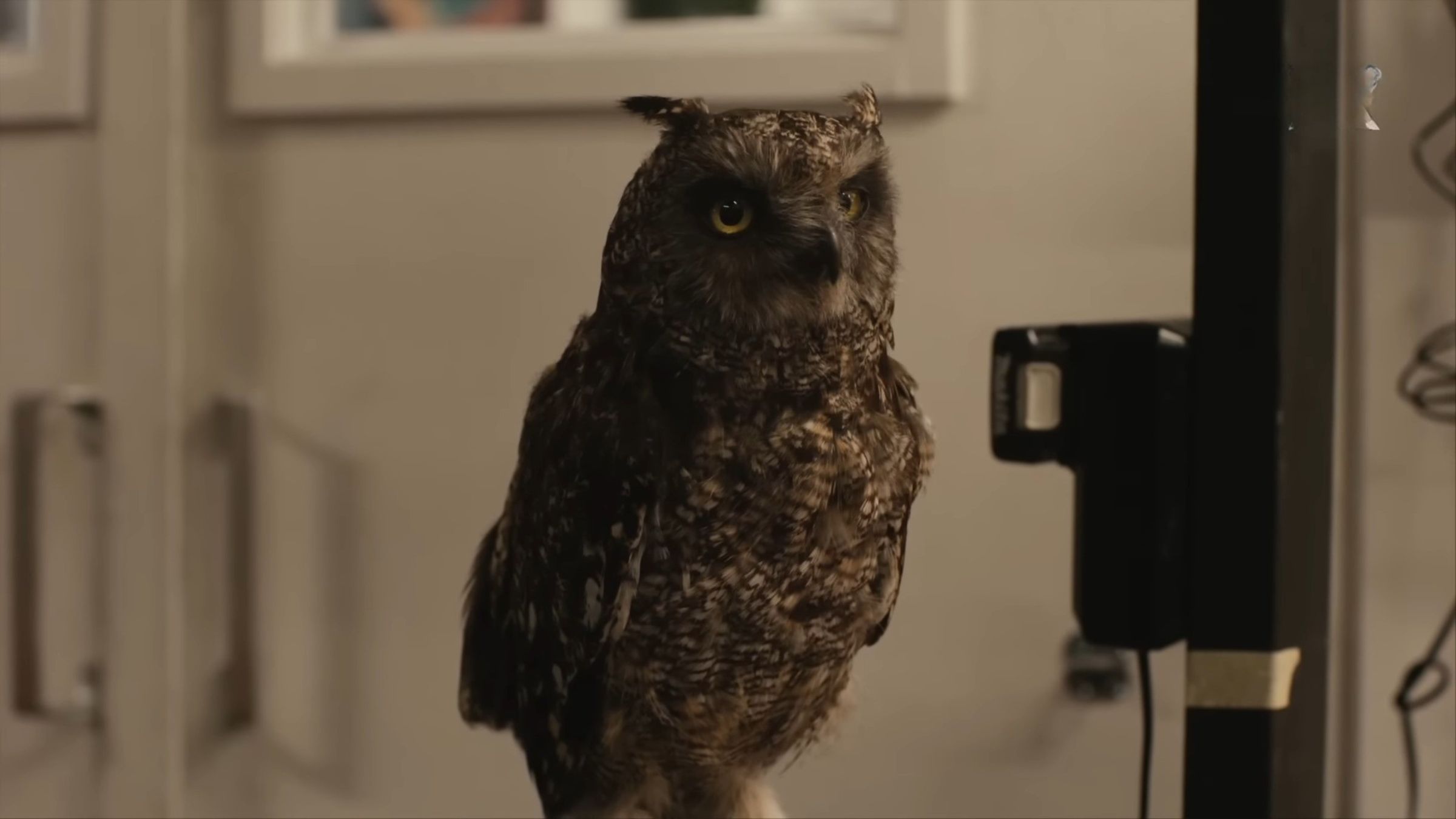 3 New Magical Creatures Confirmed For Harry Potter's Reboot (That Weren ...